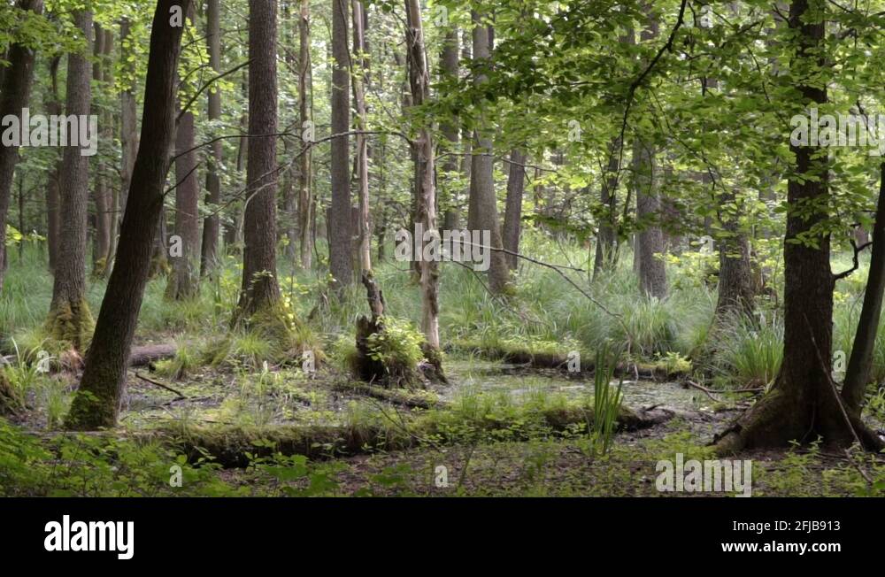Forest with undergrowth Stock Videos & Footage - HD and 4K Video Clips ...