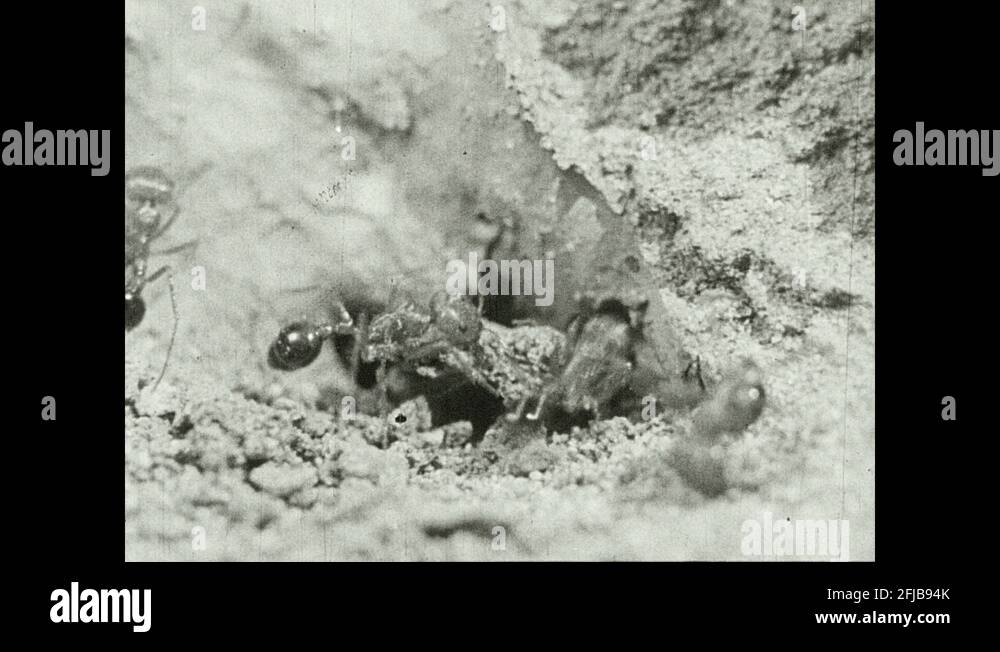 Battle of the nest Stock Videos & Footage - HD and 4K Video Clips - Alamy