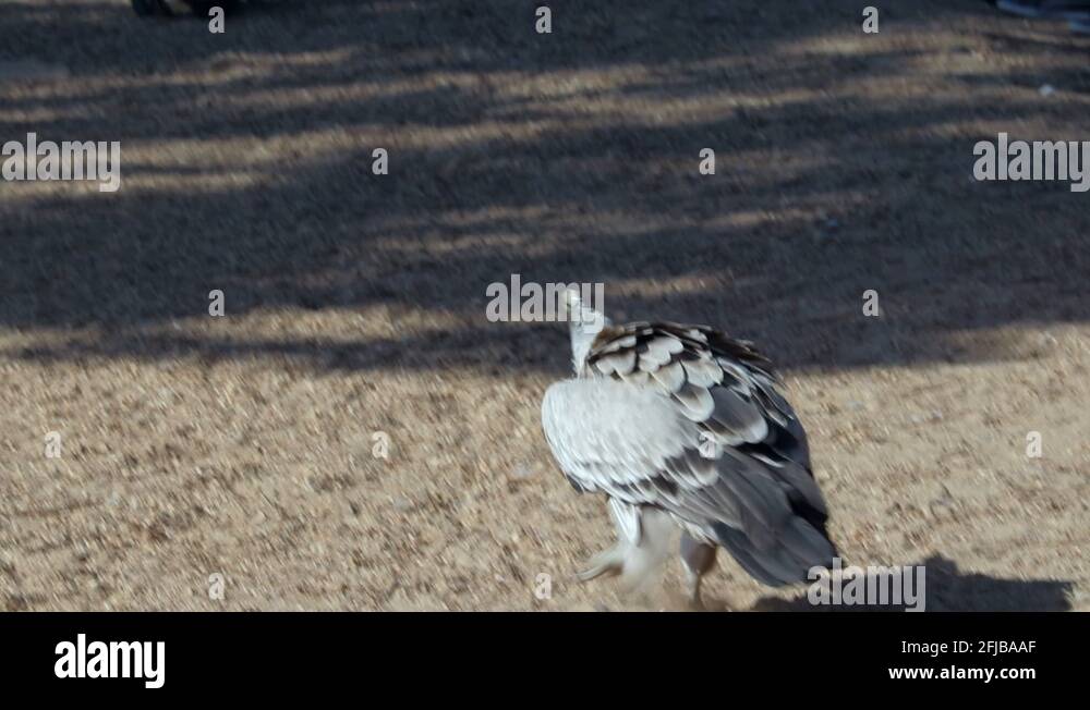 Bird chasing prey Stock Videos & Footage - HD and 4K Video Clips - Alamy