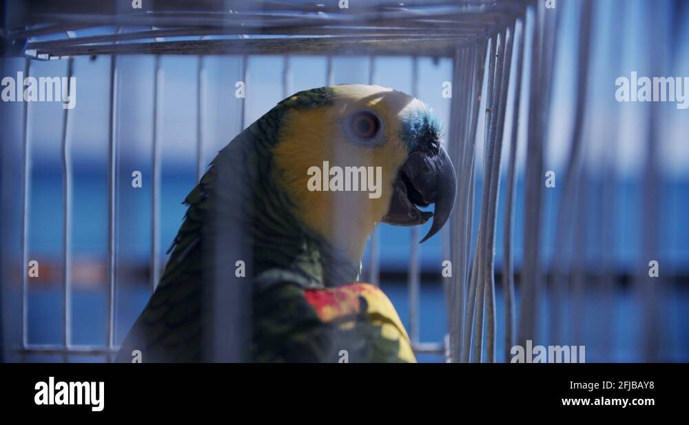 Parrot family Stock Videos & Footage - HD and 4K Video Clips - Alamy