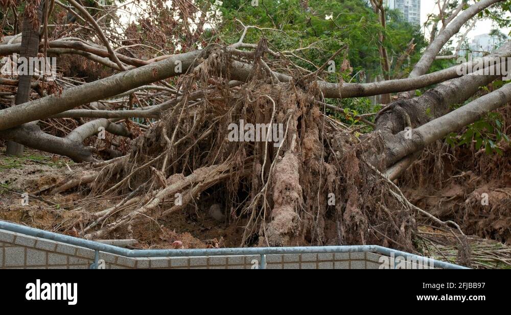 Disaster typhoon Stock Videos & Footage - HD and 4K Video Clips - Alamy