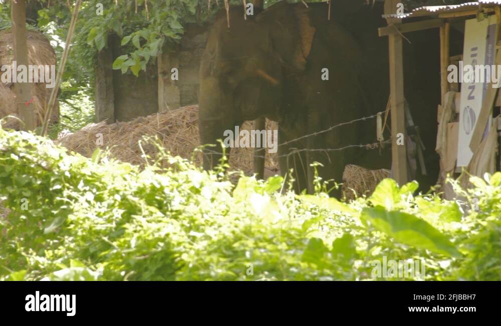 Elephant barn Stock Videos & Footage - HD and 4K Video Clips - Alamy