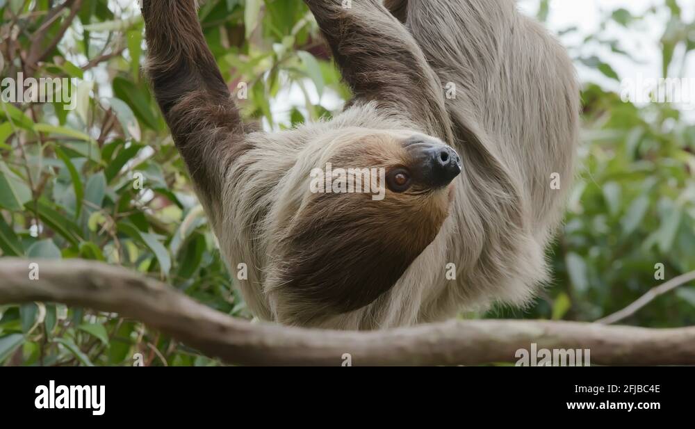 Sloth on tree Stock Videos & Footage - HD and 4K Video Clips - Alamy