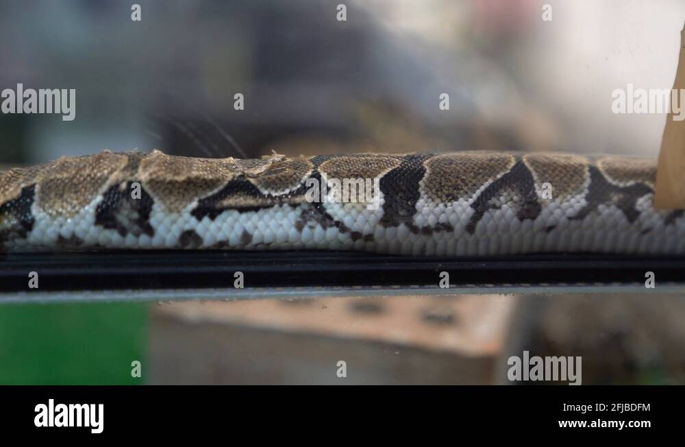 Snake in a cage Stock Videos & Footage - HD and 4K Video Clips - Alamy