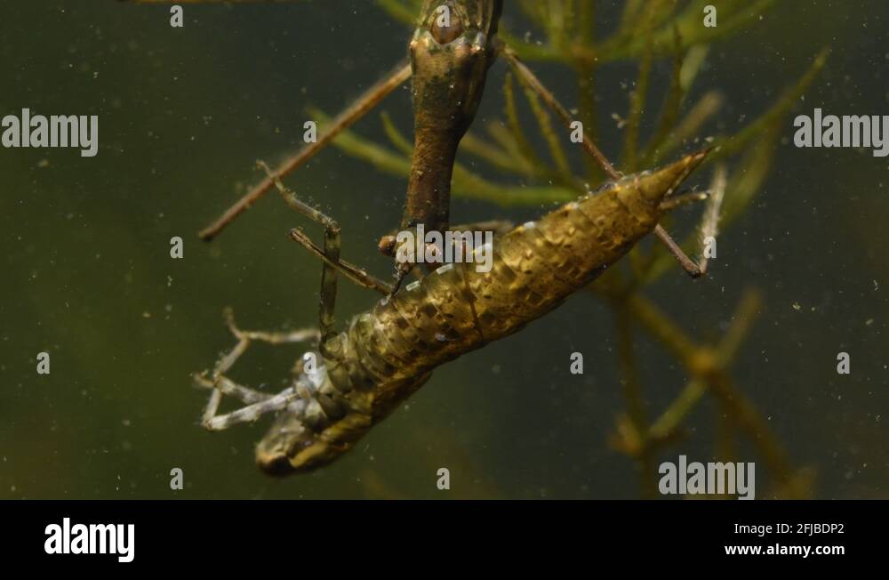 Bladder stick Stock Videos & Footage - HD and 4K Video Clips - Alamy