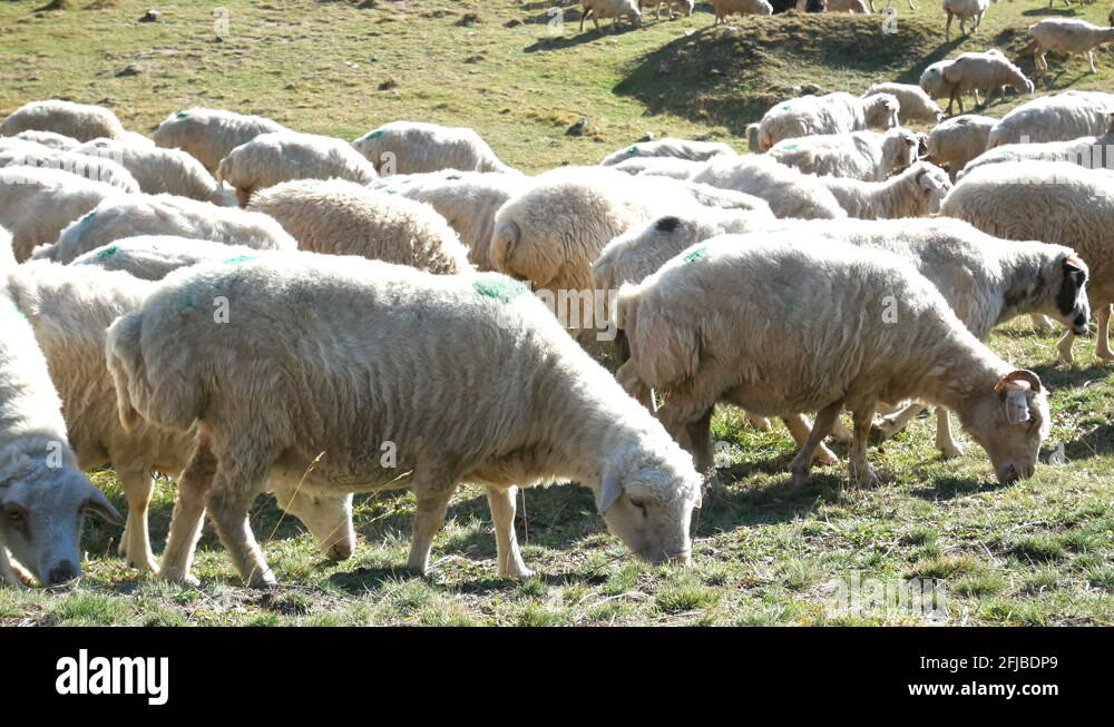 Ovine animal Stock Videos & Footage - HD and 4K Video Clips - Alamy