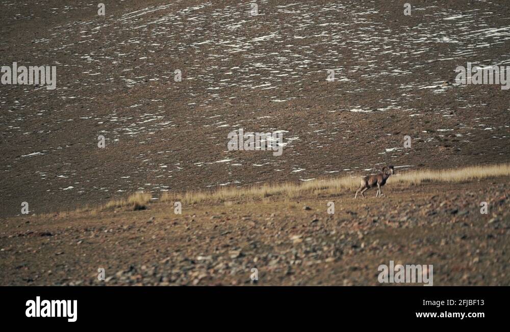 Argali sheep Stock Videos & Footage - HD and 4K Video Clips - Alamy
