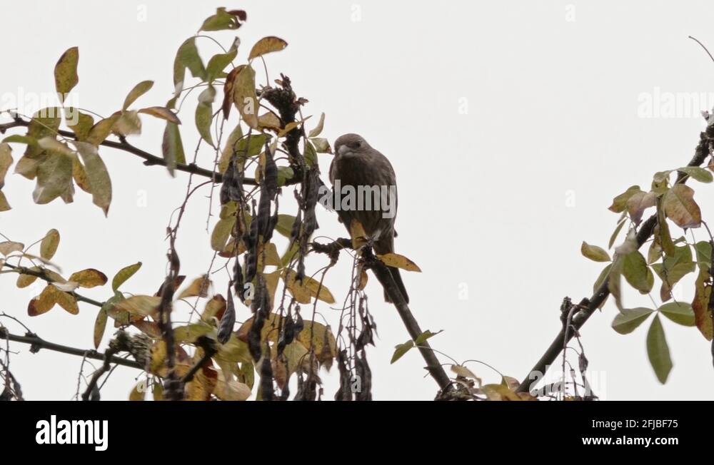 Female fall tree Stock Videos & Footage - HD and 4K Video Clips - Alamy