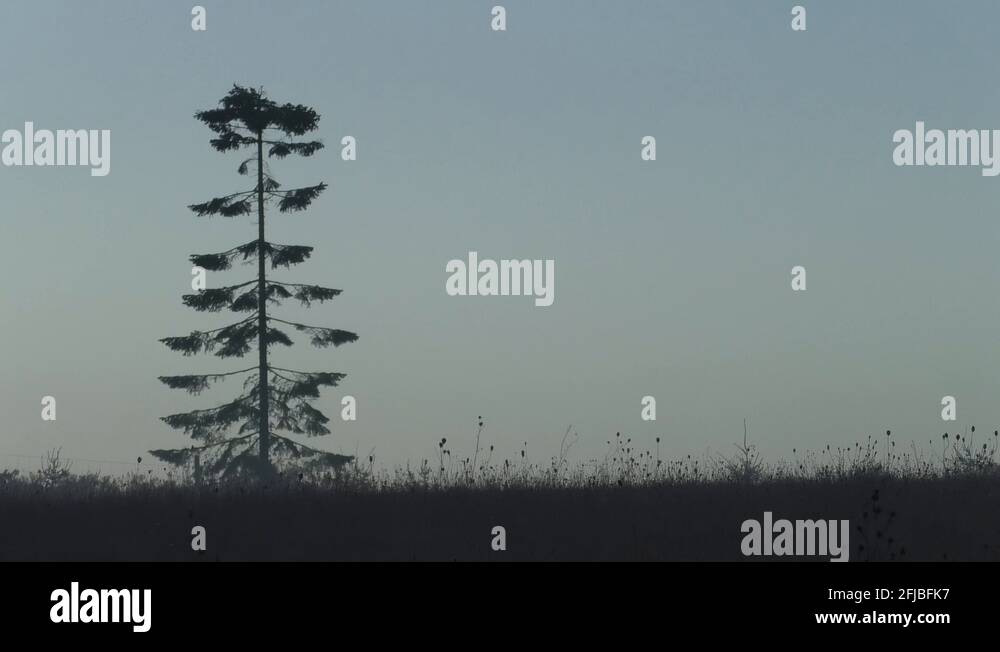 Plants withering Stock Videos & Footage - HD and 4K Video Clips - Alamy