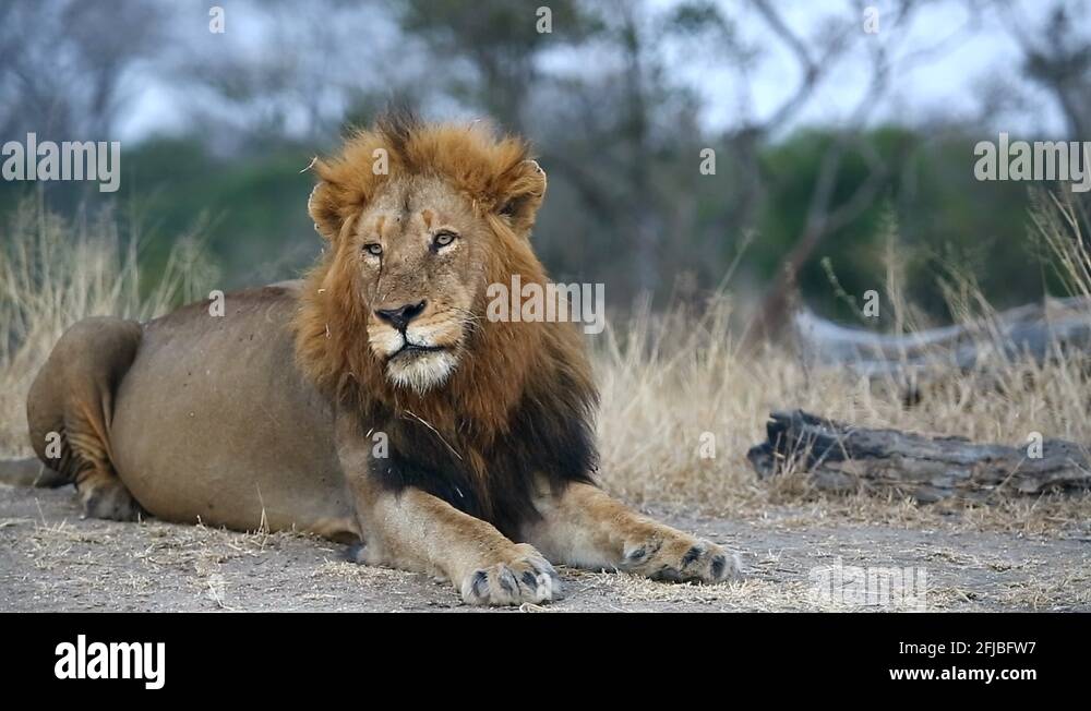 Observing lion Stock Videos & Footage - HD and 4K Video Clips - Alamy