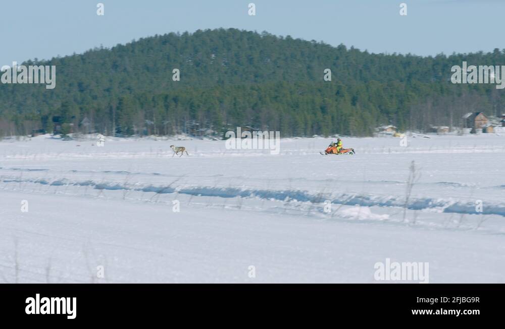 Driven animals Stock Videos & Footage - HD and 4K Video Clips - Alamy