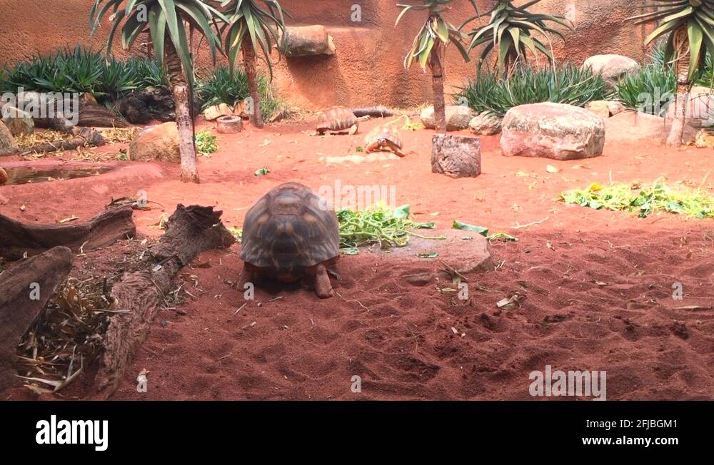 Southern madagascar Stock Videos & Footage - HD and 4K Video Clips - Alamy