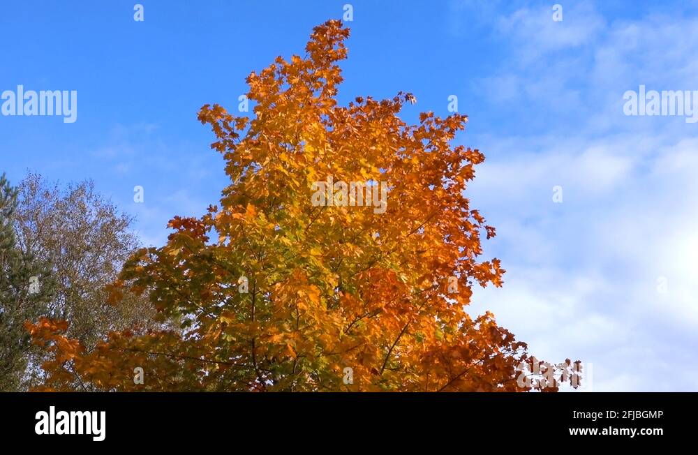 Beautiful fall blue sky Stock Videos & Footage - HD and 4K Video Clips ...