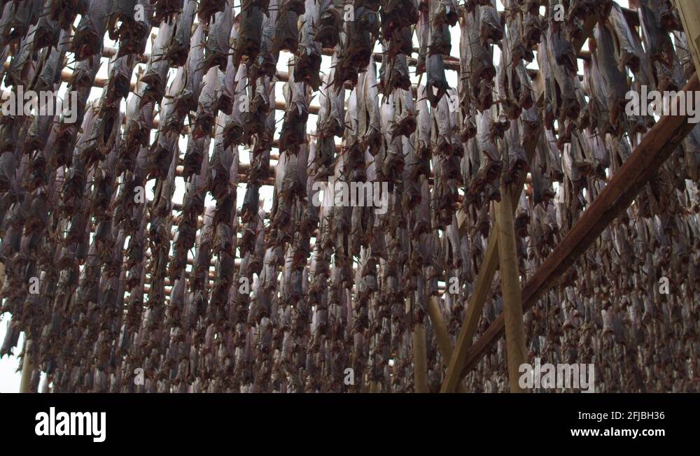 Fish on drying racks Stock Videos & Footage - HD and 4K Video Clips - Alamy