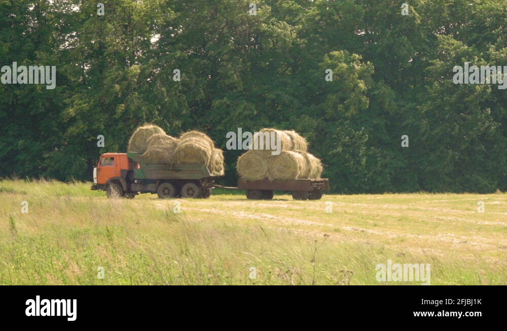 Transportation of harvested hay in the car trailer. The truck carries ...