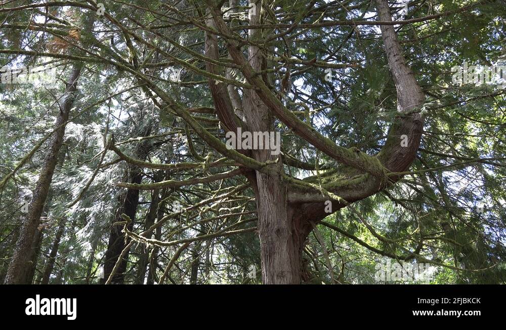 Spurce tree Stock Videos & Footage - HD and 4K Video Clips - Alamy