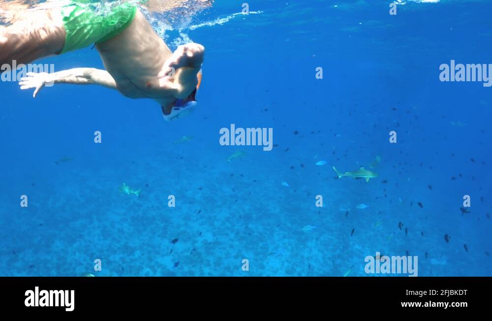 Diving up close Stock Videos & Footage - HD and 4K Video Clips - Alamy