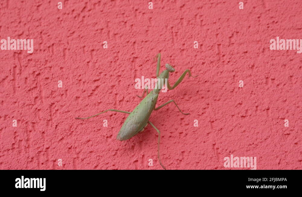 Praying mantis species Stock Videos & Footage - HD and 4K Video Clips ...
