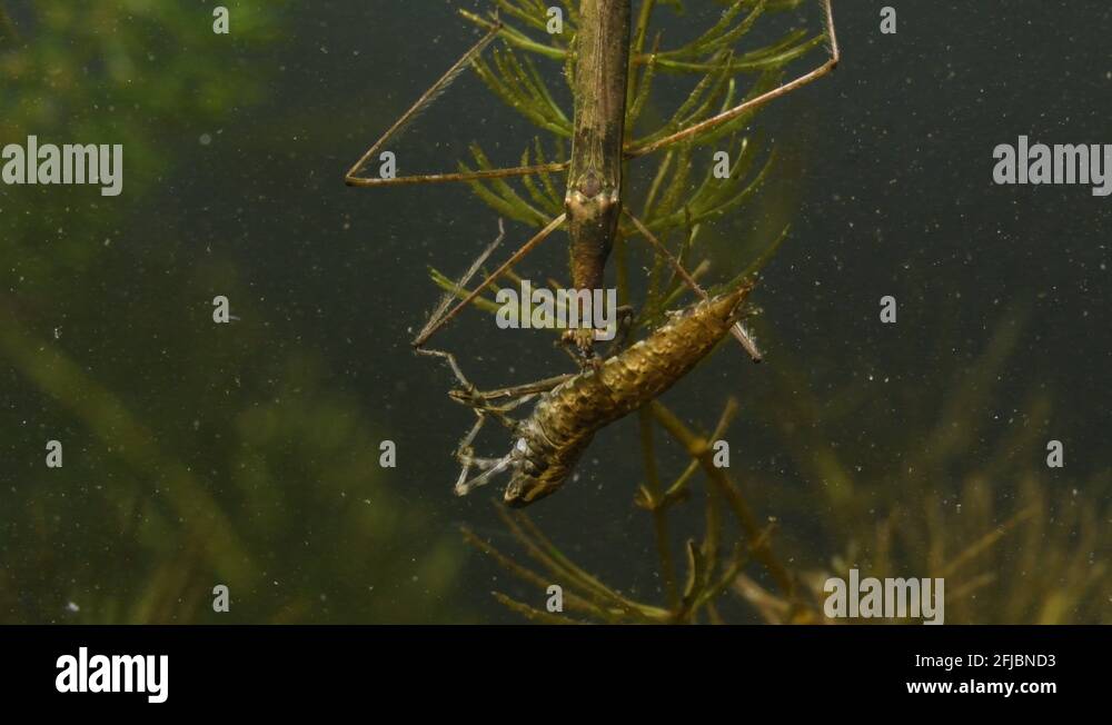 Water Stick Insect - Ranatra linearis under water with caught dragonfly ...