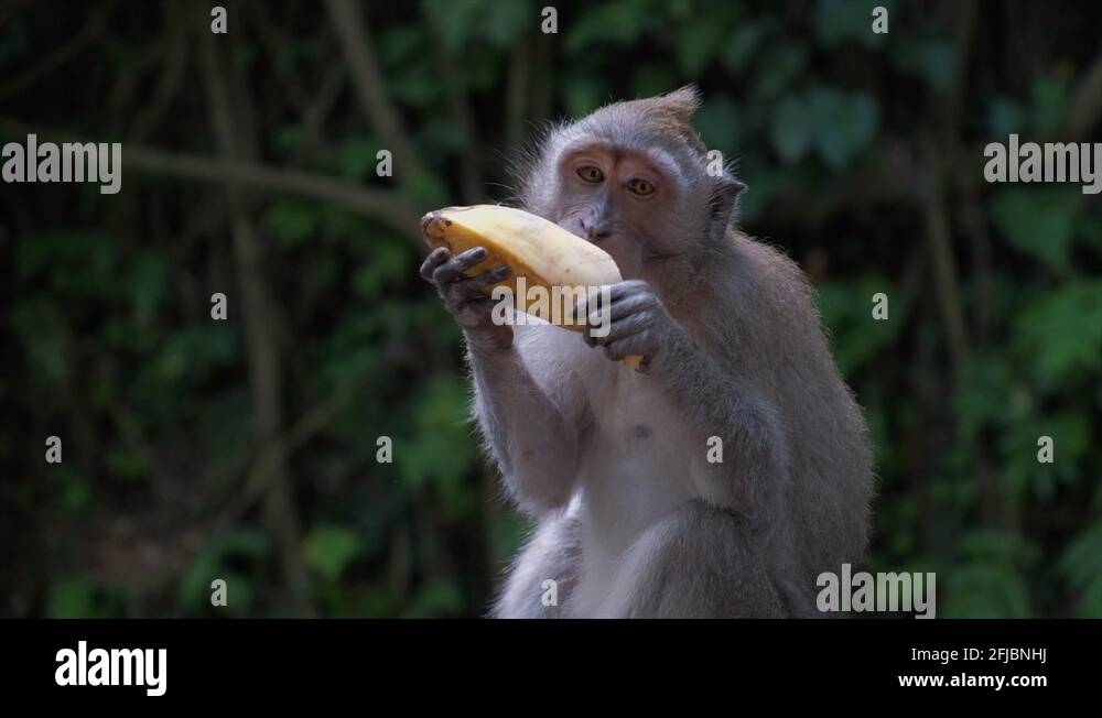Peeling banana monkey Stock Videos & Footage - HD and 4K Video Clips ...
