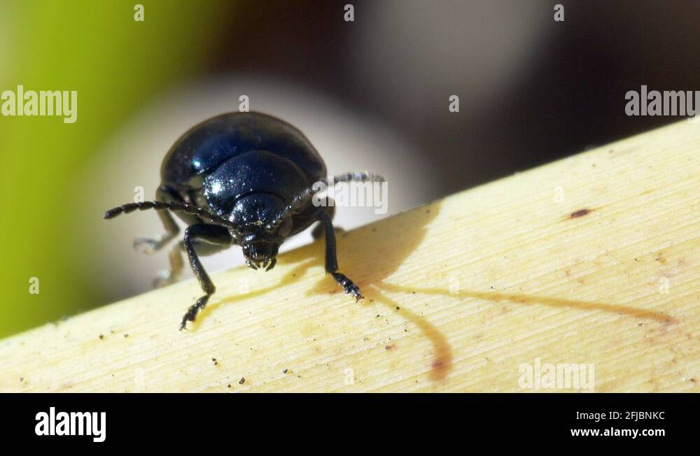 Dark beetle Stock Videos & Footage - HD and 4K Video Clips - Alamy