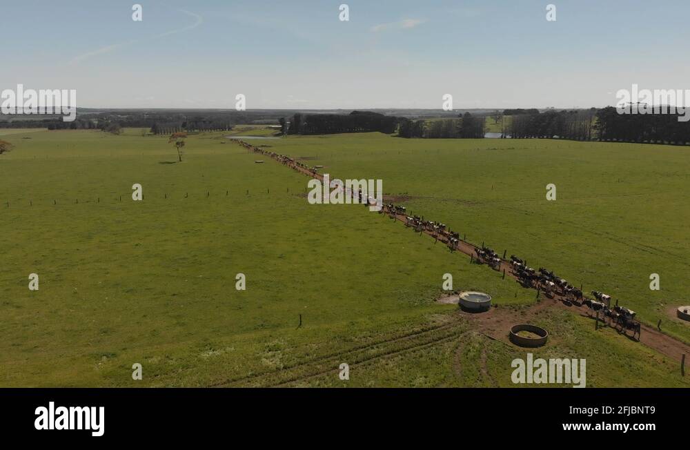 Hundreds of cows Stock Videos & Footage - HD and 4K Video Clips - Alamy