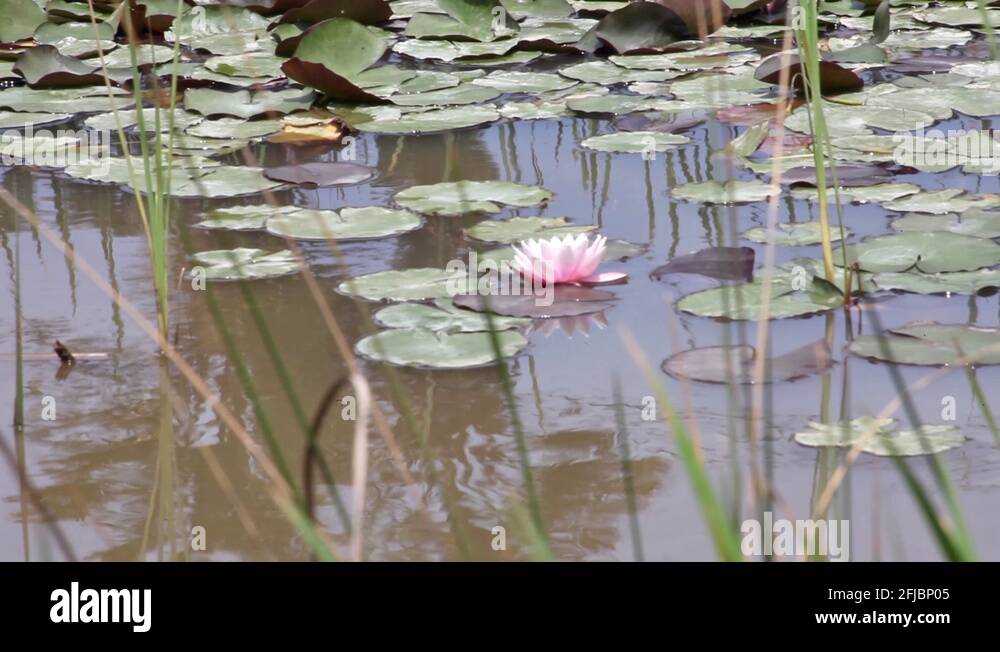 Cape coast lily Stock Videos & Footage - HD and 4K Video Clips - Alamy