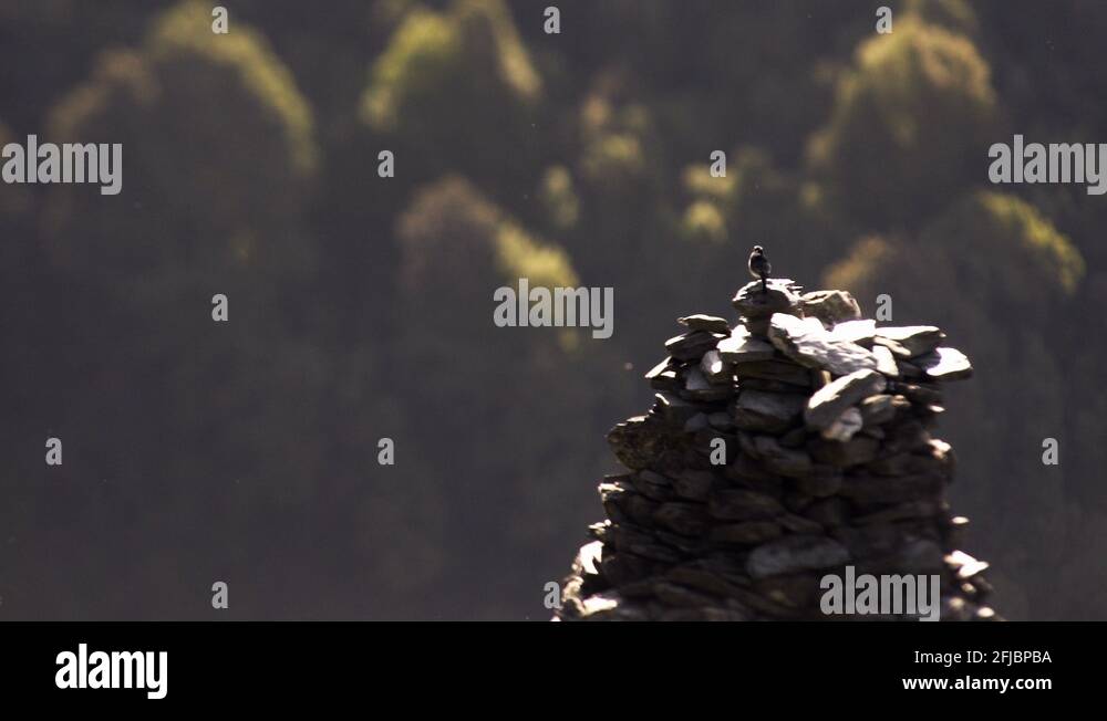Bird sitting on pile Stock Videos & Footage - HD and 4K Video Clips - Alamy