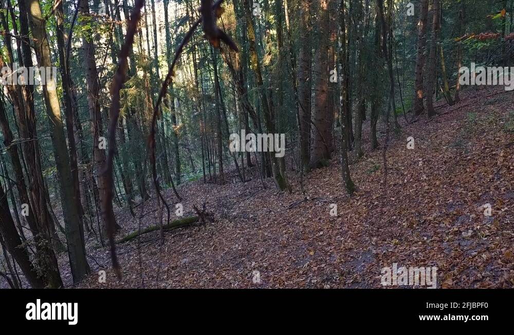 Bomb crater in the forest, near to Hitlers Berghof , Obersalzberg ...