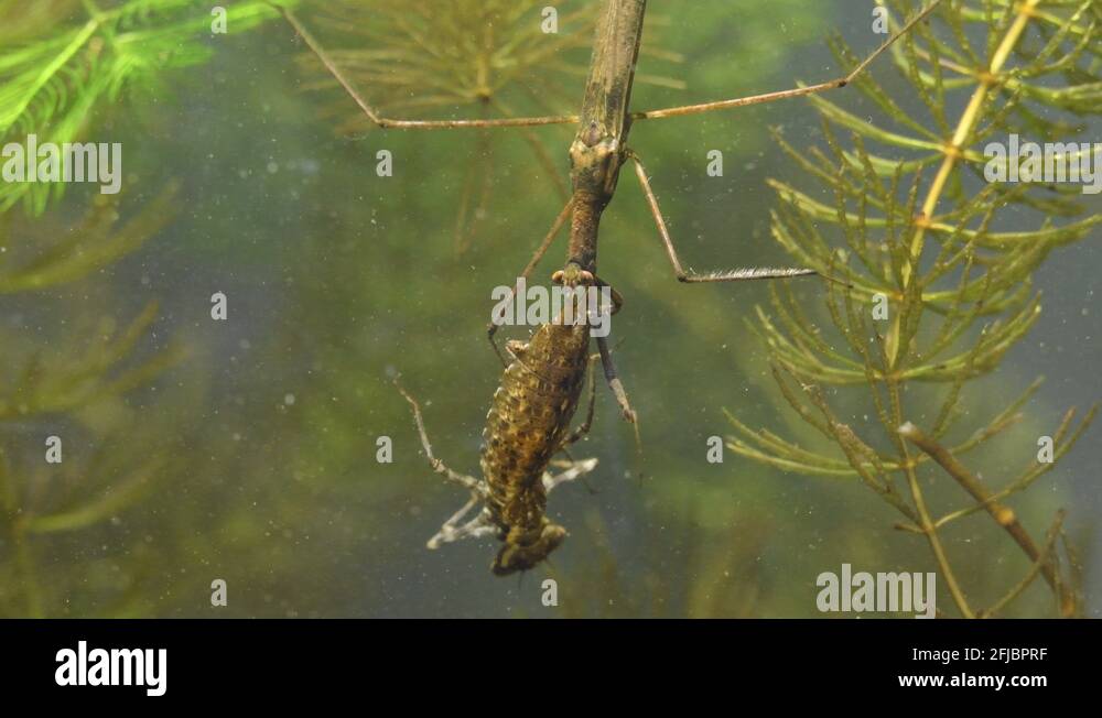 Water Stick Insect - Ranatra linearis under water with caught dragonfly ...