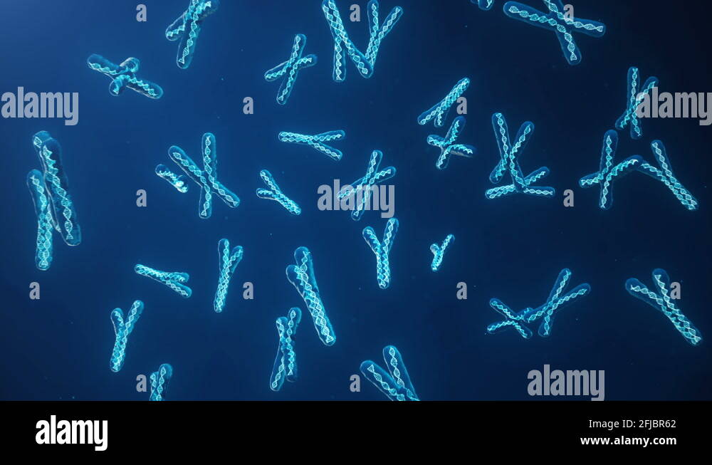 Human chromosomes under the microscope Stock Videos & Footage - HD and ...