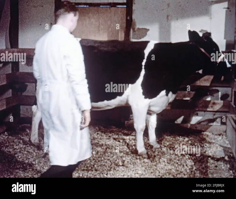 Cow injection medicine Stock Videos & Footage - HD and 4K Video Clips ...