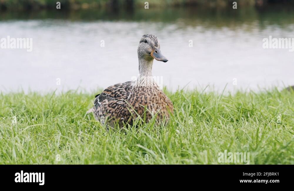 Eider duck feathers Stock Videos & Footage - HD and 4K Video Clips - Alamy