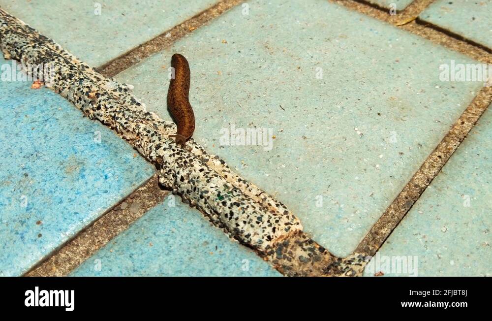 Slug crawling Stock Videos & Footage - HD and 4K Video Clips - Alamy