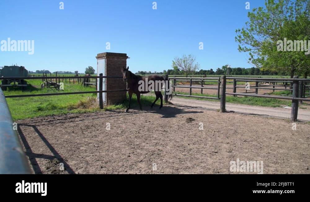 Whinnying Stock Videos & Footage - HD and 4K Video Clips - Alamy