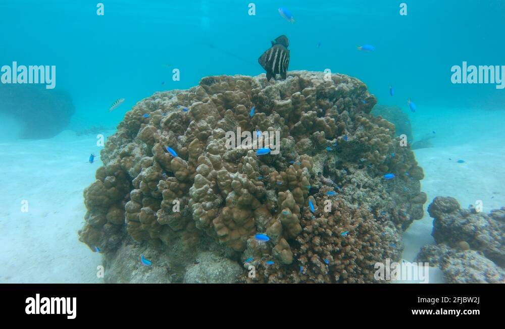 Bora bora reef fish Stock Videos & Footage - HD and 4K Video Clips - Alamy