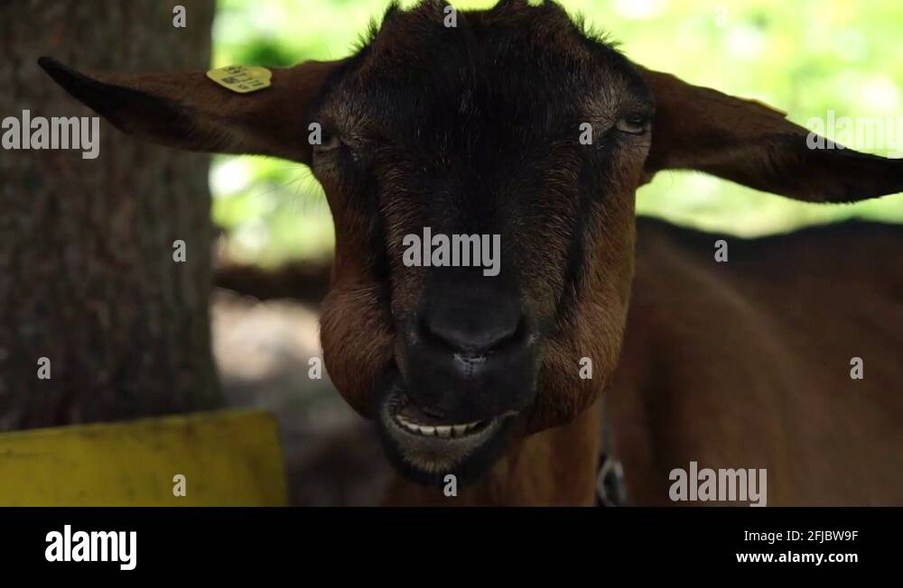 Chewing goat Stock Videos & Footage - HD and 4K Video Clips - Alamy