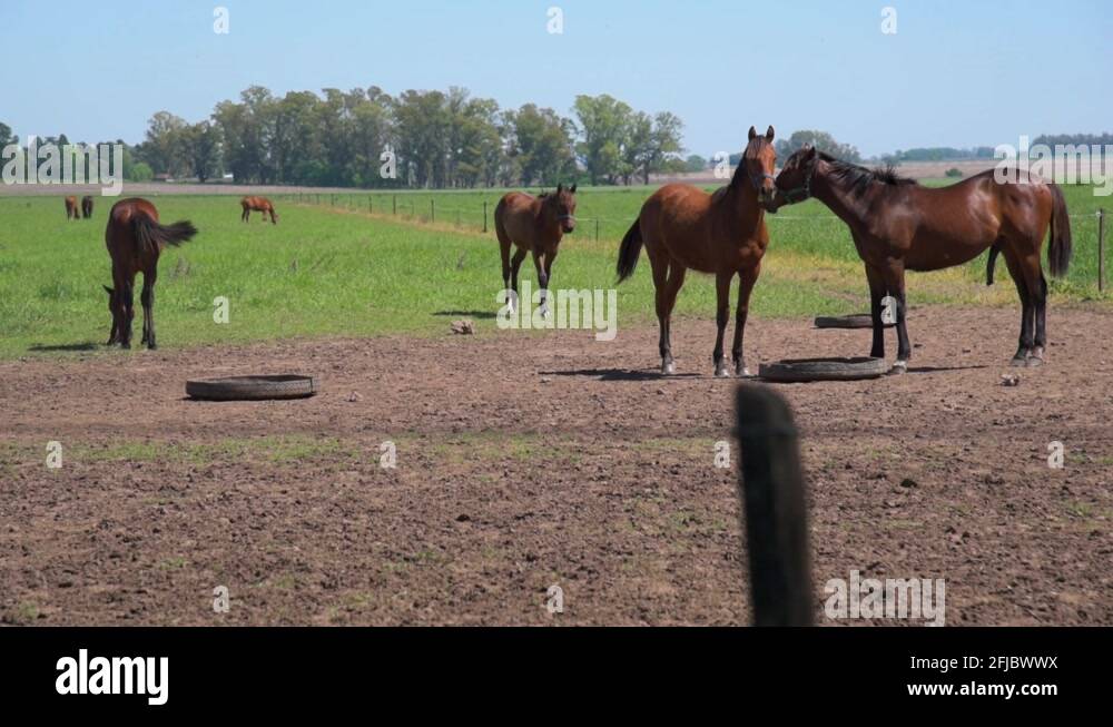 Horses are cuddling Stock Videos & Footage - HD and 4K Video Clips - Alamy