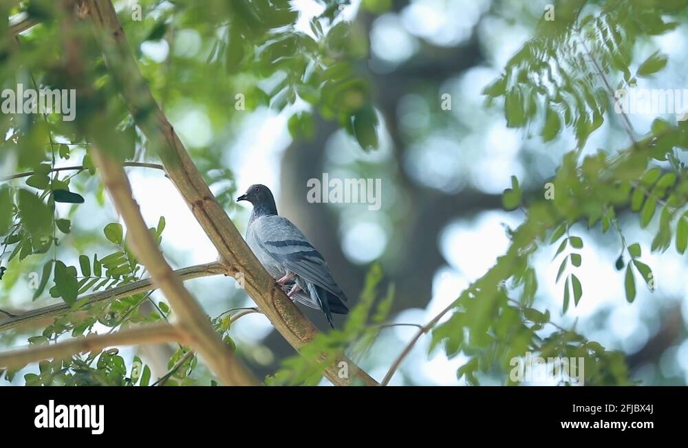 Pigeon life cycle Stock Videos & Footage - HD and 4K Video Clips - Alamy