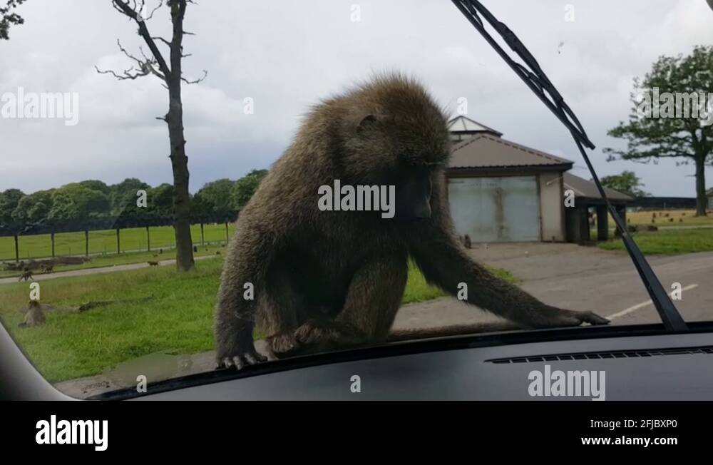 Car monkey Stock Videos & Footage - HD and 4K Video Clips - Alamy