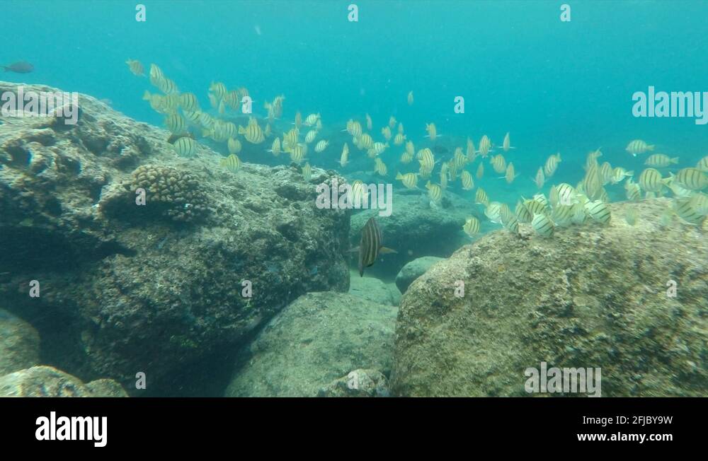 School fish convict surgeonfish Stock Videos & Footage - HD and 4K ...