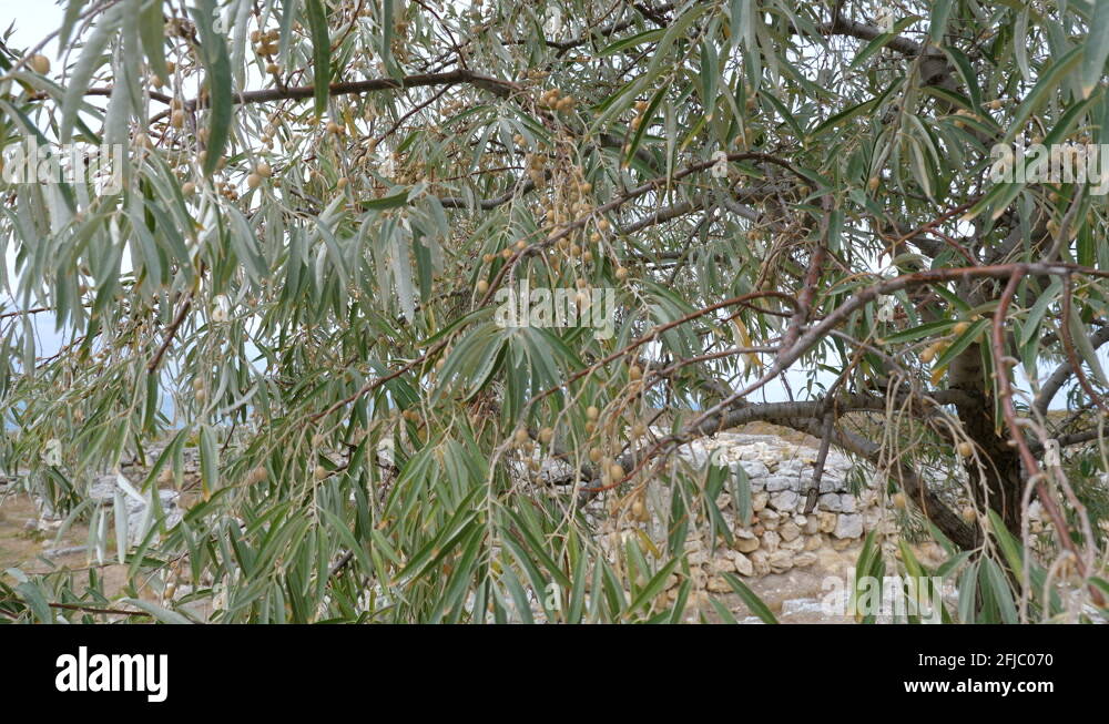 Russian olive tree Stock Videos & Footage - HD and 4K Video Clips - Alamy