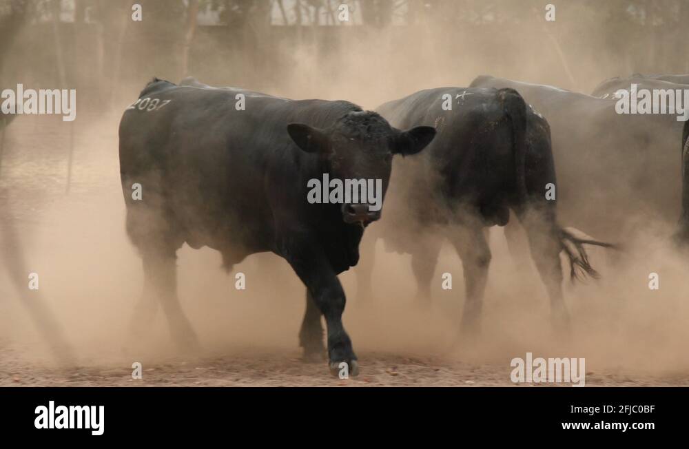 Cattle bovine black angus animal mammal Stock Videos & Footage - HD and ...