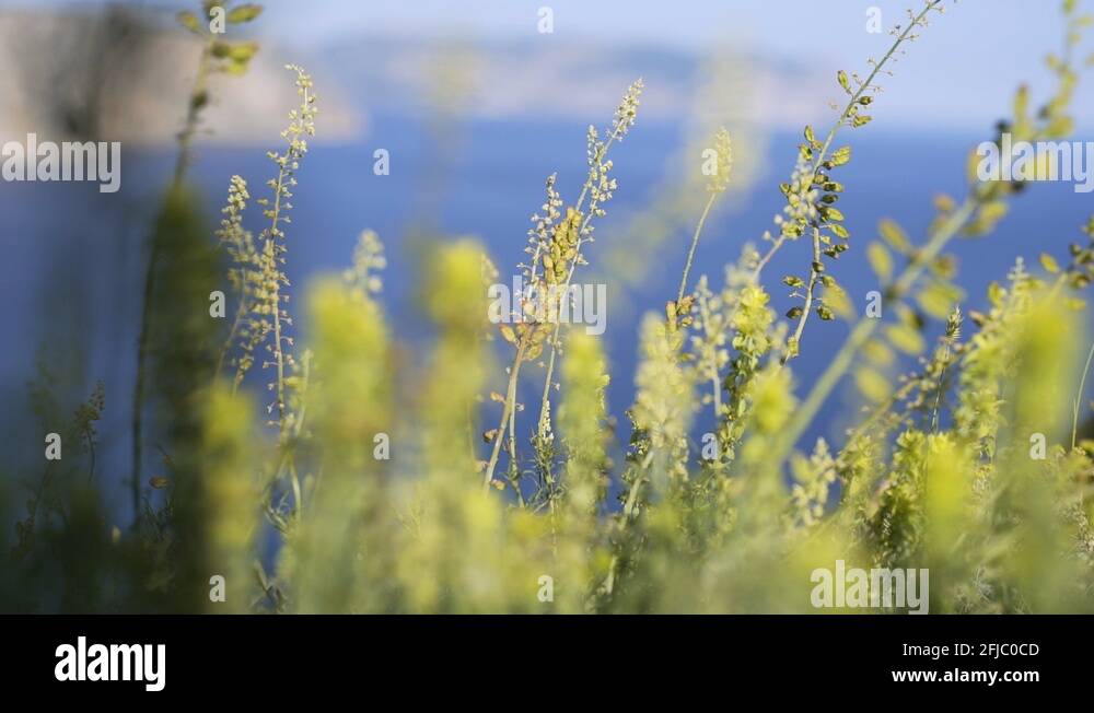 Plant stern Stock Videos & Footage - HD and 4K Video Clips - Alamy