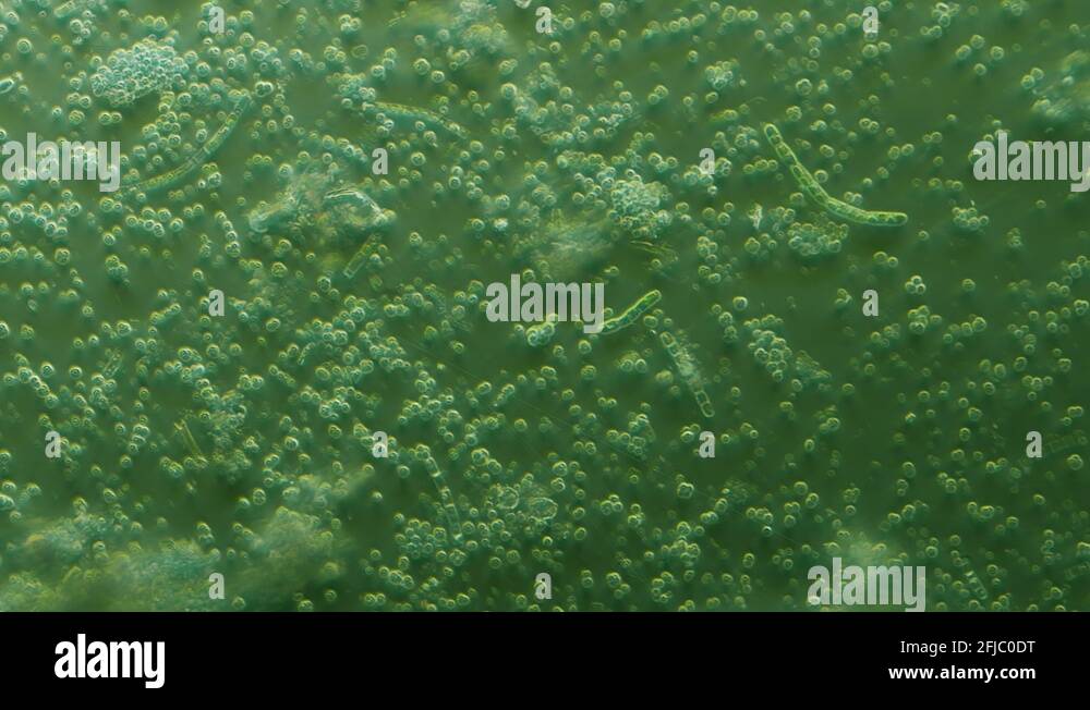 Microbes plant Stock Videos & Footage - HD and 4K Video Clips - Alamy