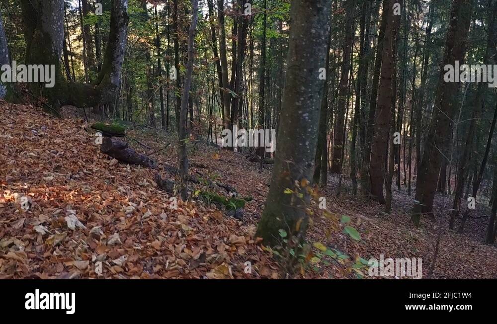 Bomb crater in the forest, near to Hitlers Berghof , Obersalzberg ...
