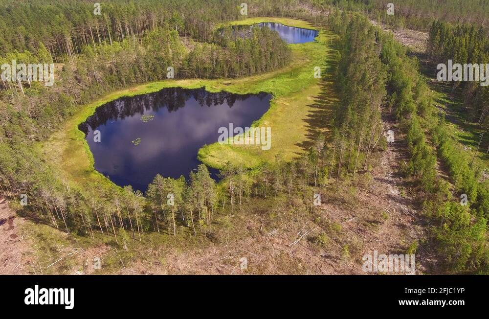 Ponds in the middle of the forest Stock Videos & Footage - HD and 4K ...