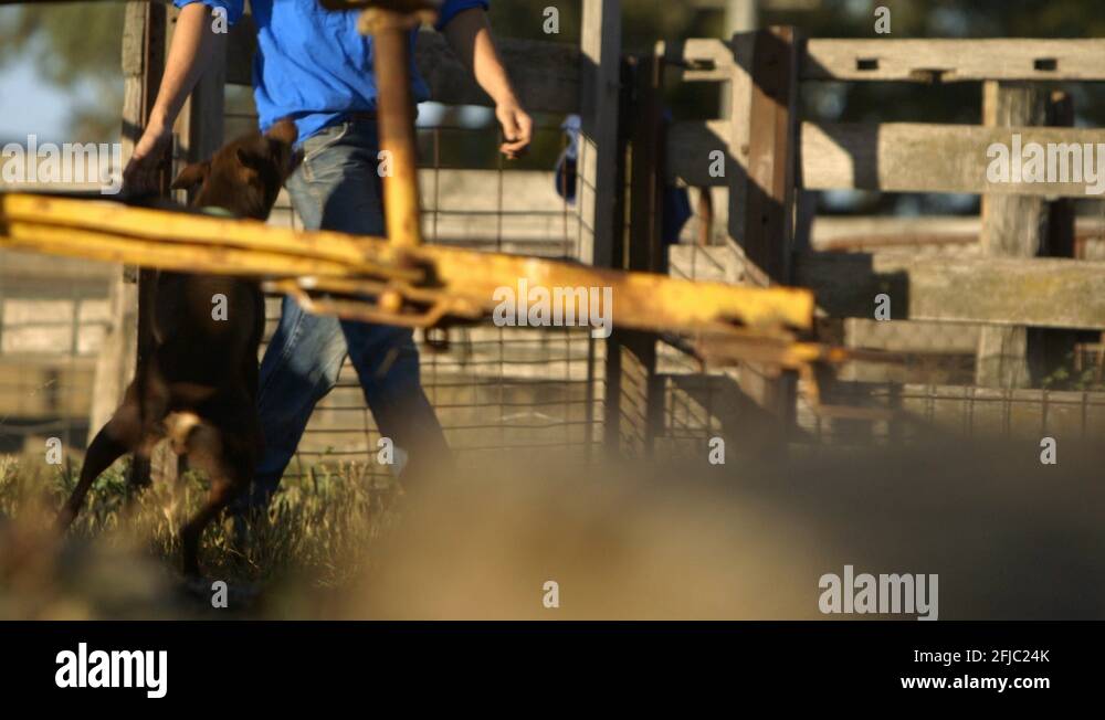 Cattle legs Stock Videos & Footage - HD and 4K Video Clips - Alamy