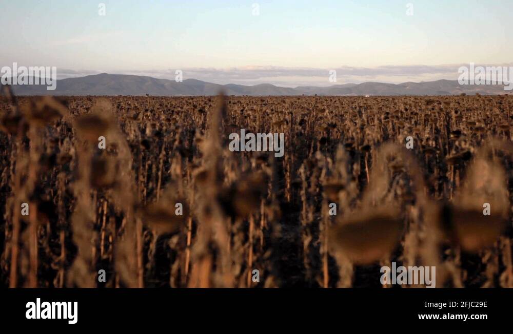 Dead crop Stock Videos & Footage - HD and 4K Video Clips - Alamy