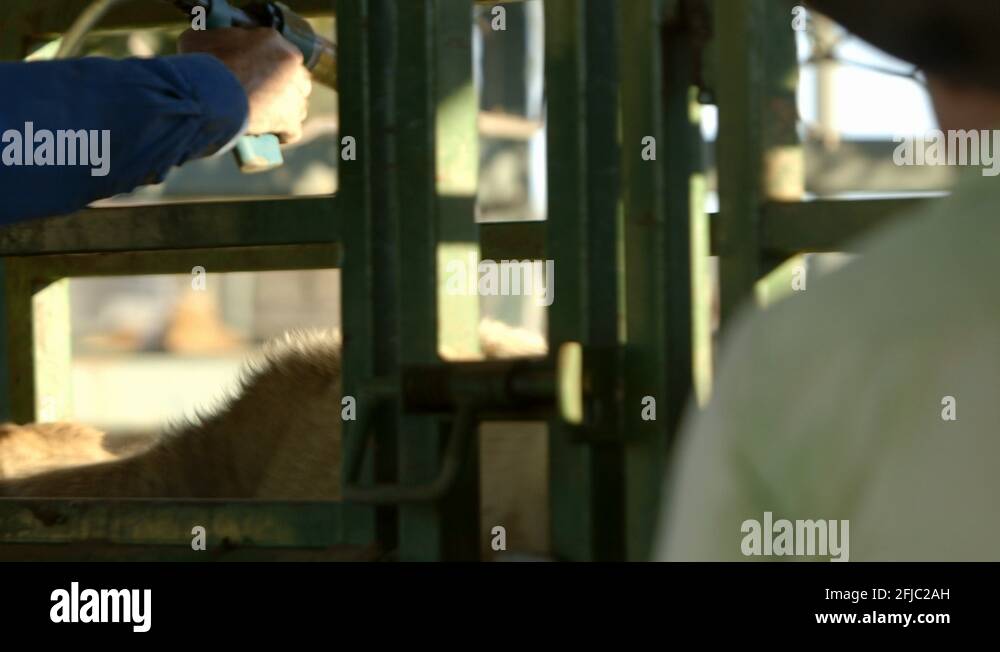 Cattle yard Stock Videos & Footage - HD and 4K Video Clips - Alamy